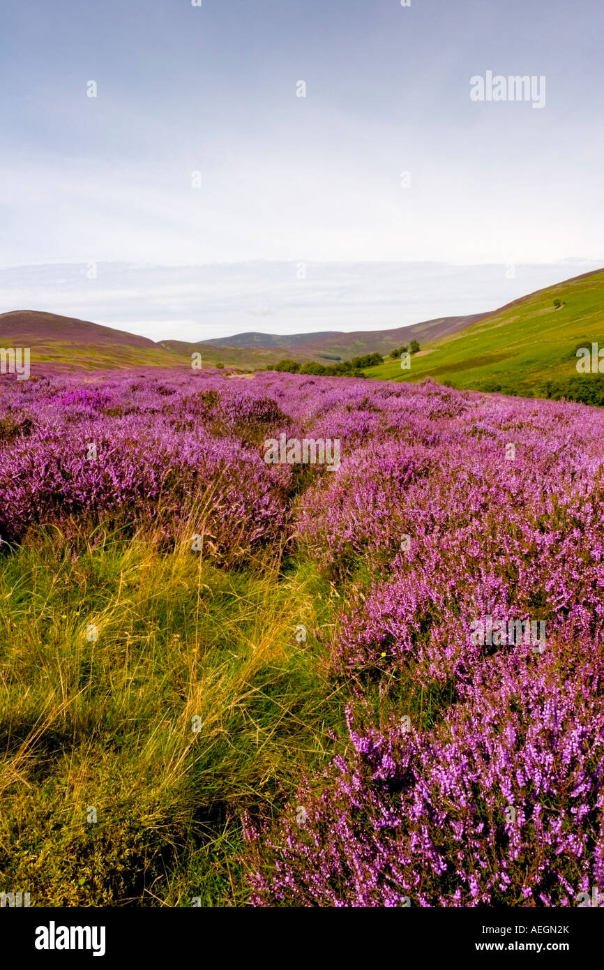 Scottish heather skyline hi-res stock photography and images - Alamy