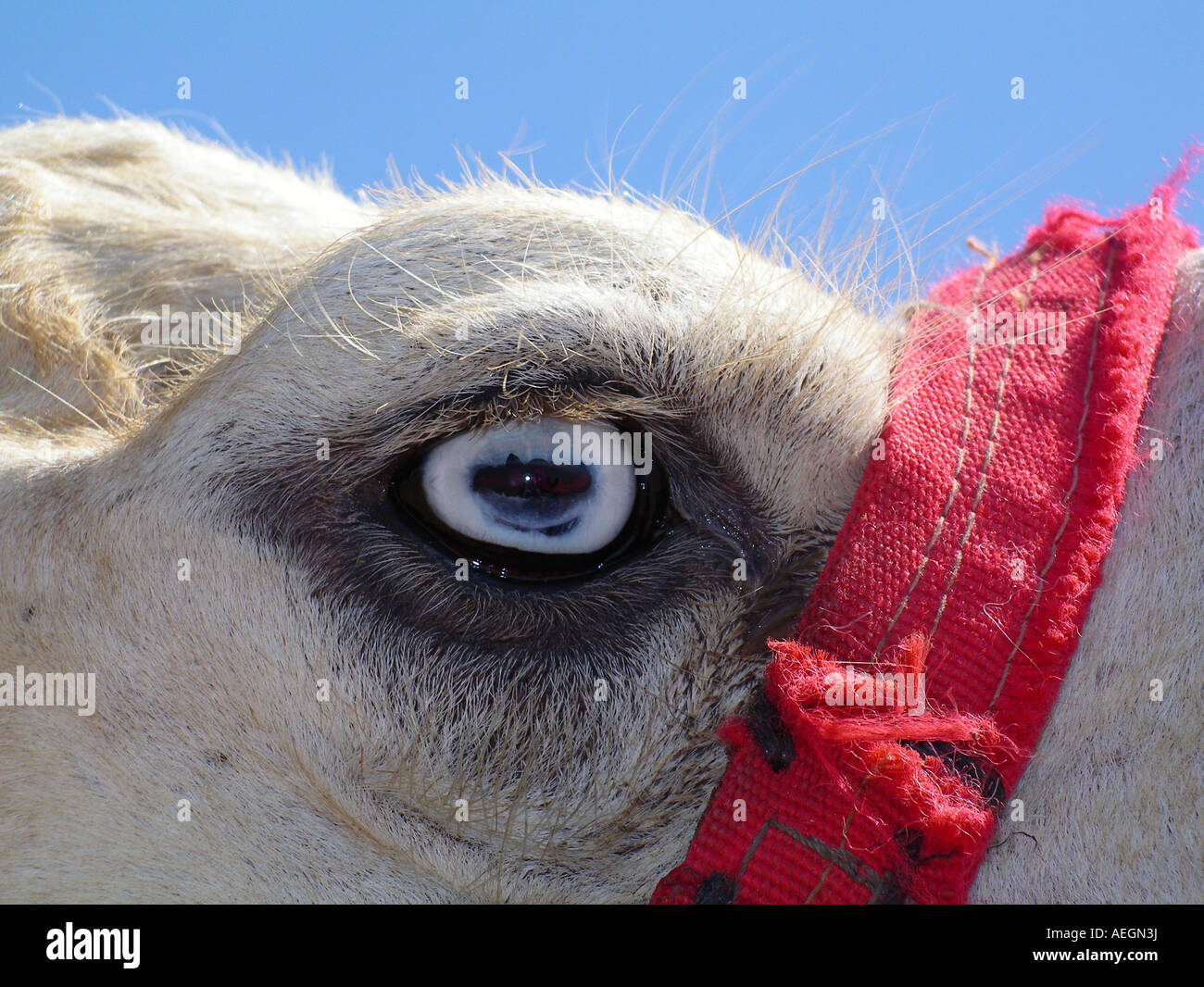 Eye of a White Camel Stock Photo - Alamy