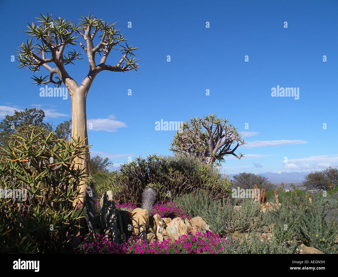 Landscape from the succulent karoo of South Africa and Namibia Stock ...