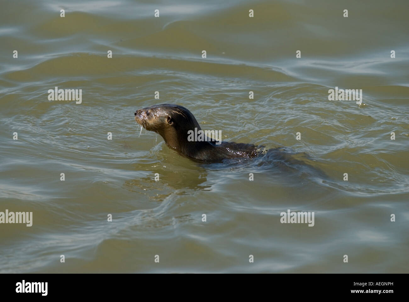 MARINE OTTER Lontra felina Paracas National Park, Peru WILD Stock Photo ...