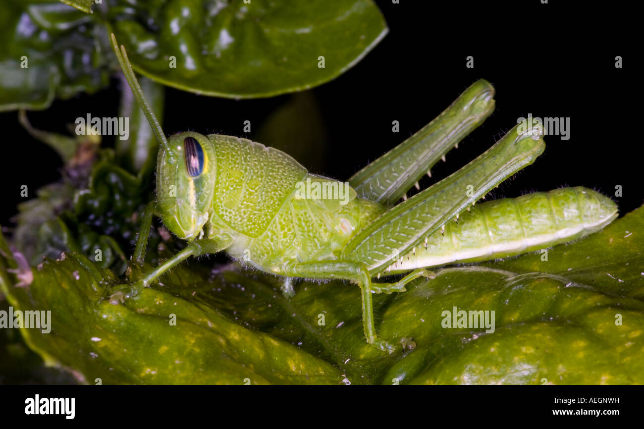 Grasshopper on a leaf at night Stock Photo - Alamy