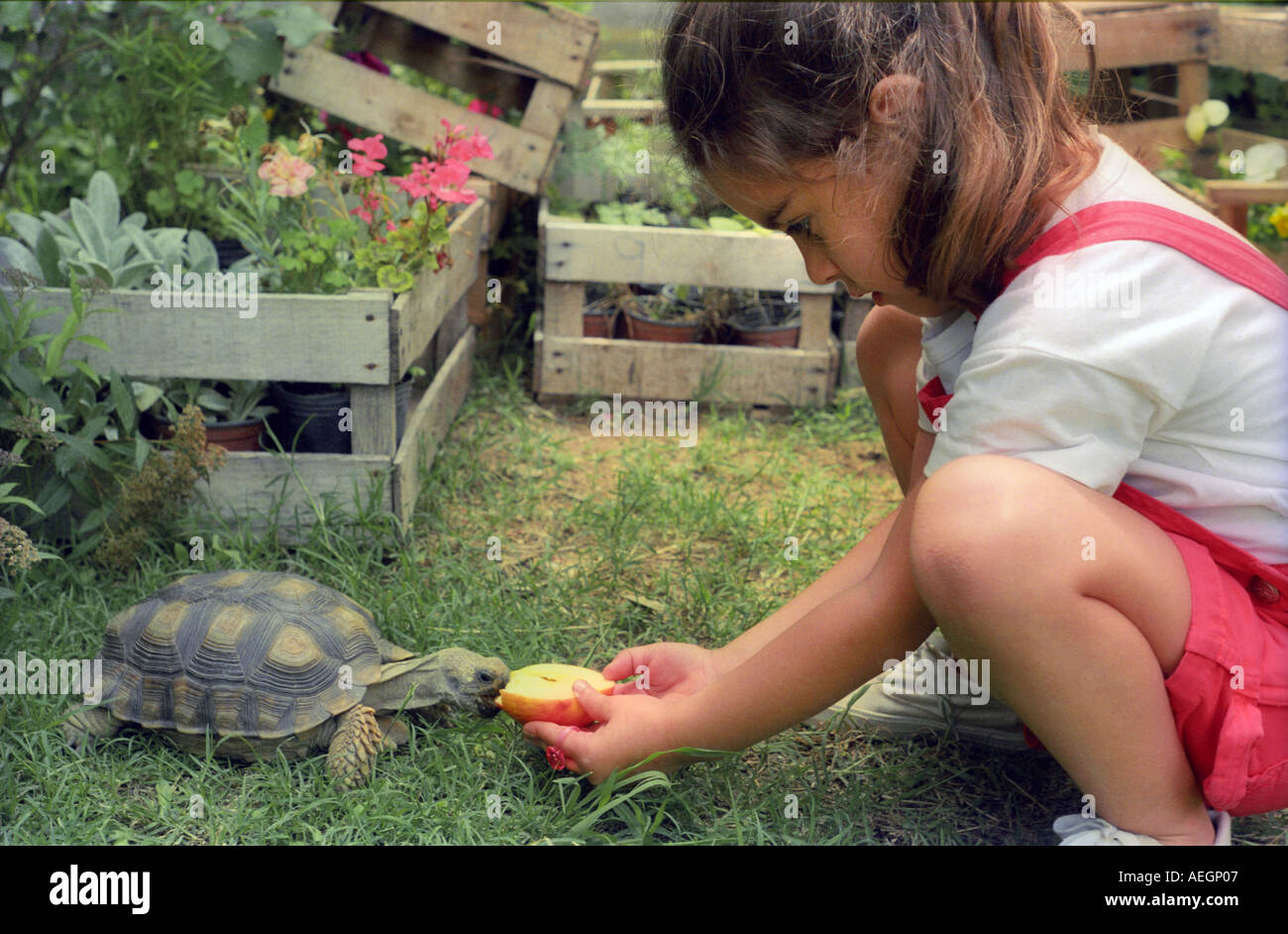 Little girl feeding turtle in garden Stock Photo - Alamy