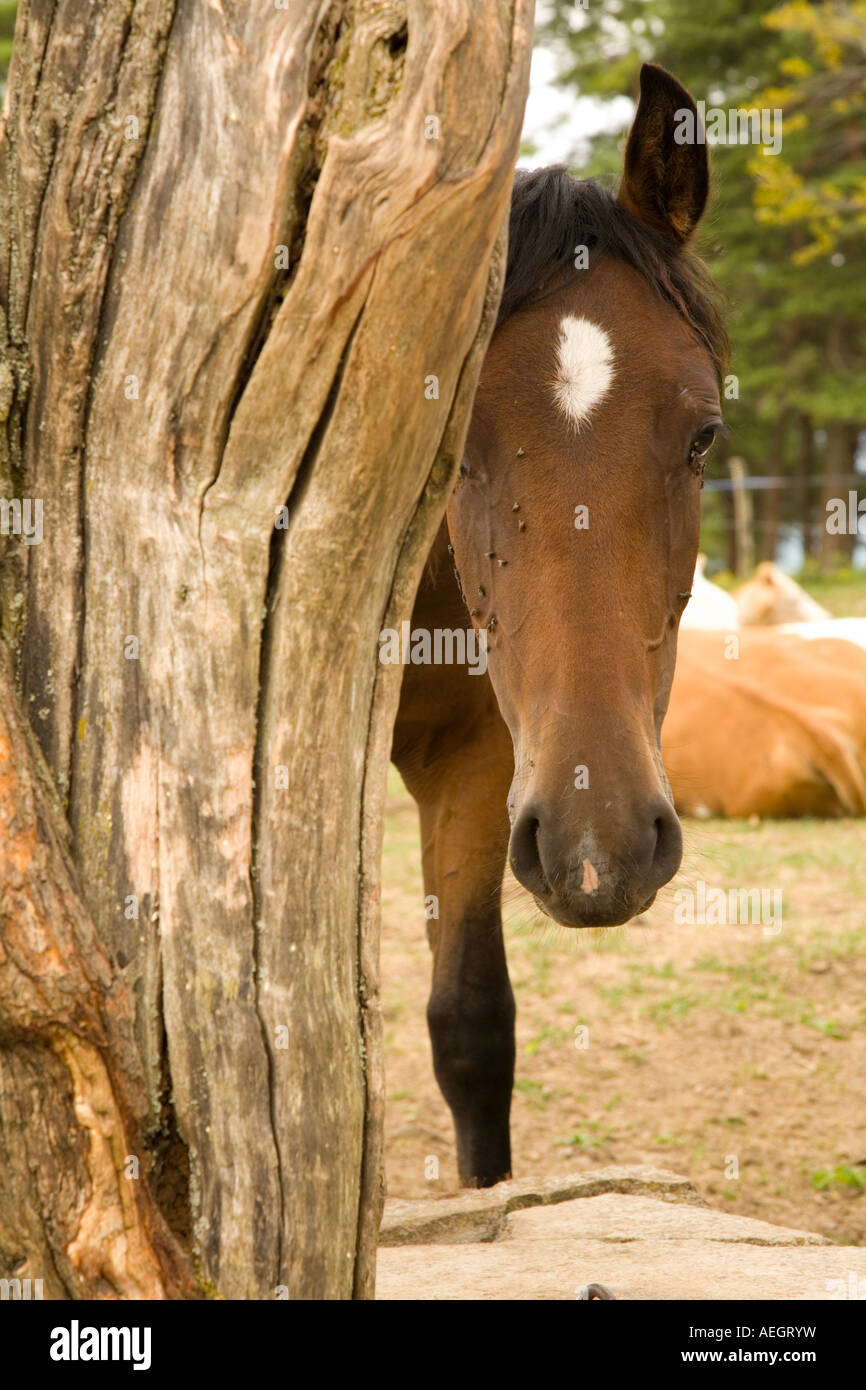 Horse looking out from behind a tree Stock Photo - Alamy