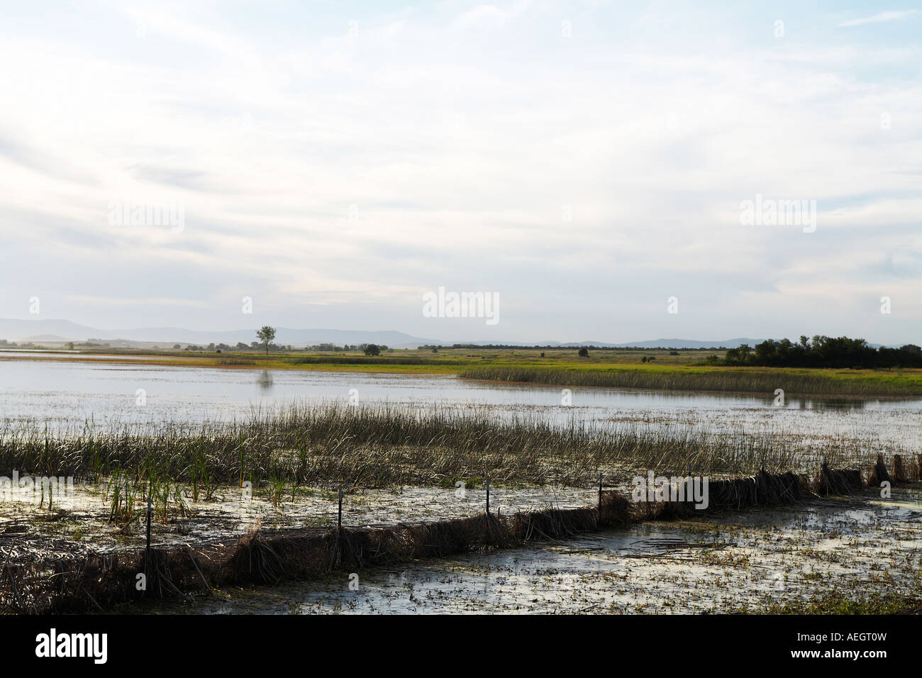 Large Marsh with Tree in Distance by Glacier National Park, Montana ...