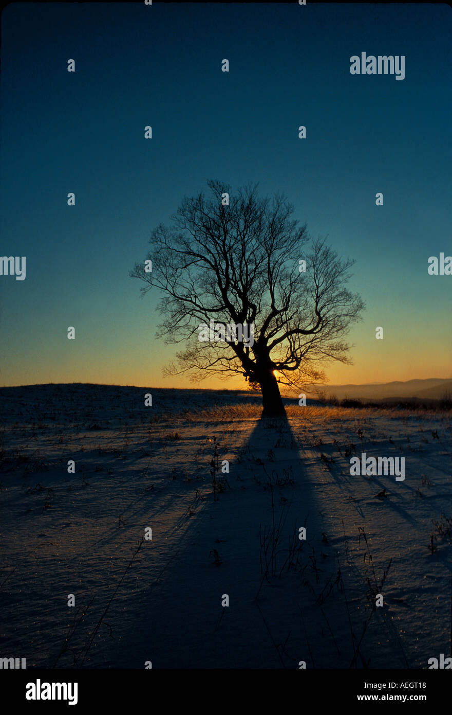 Single tree at sundown Stock Photo - Alamy