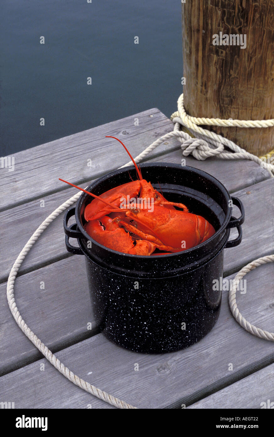Red lobster inside bucket on dock Stock Photo - Alamy