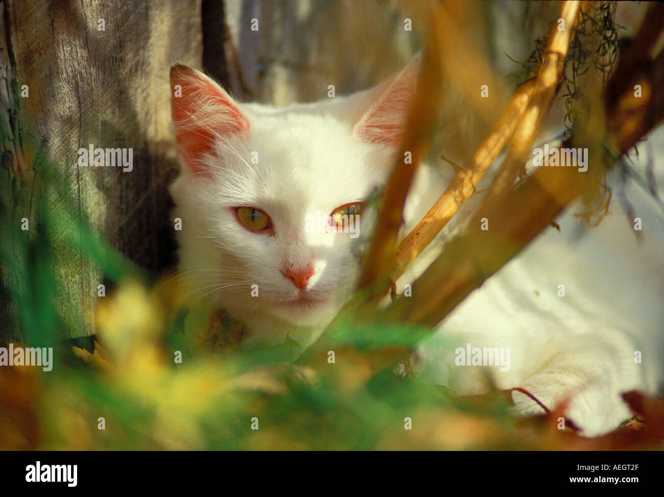 White cat hiding behind tree branch Stock Photo - Alamy