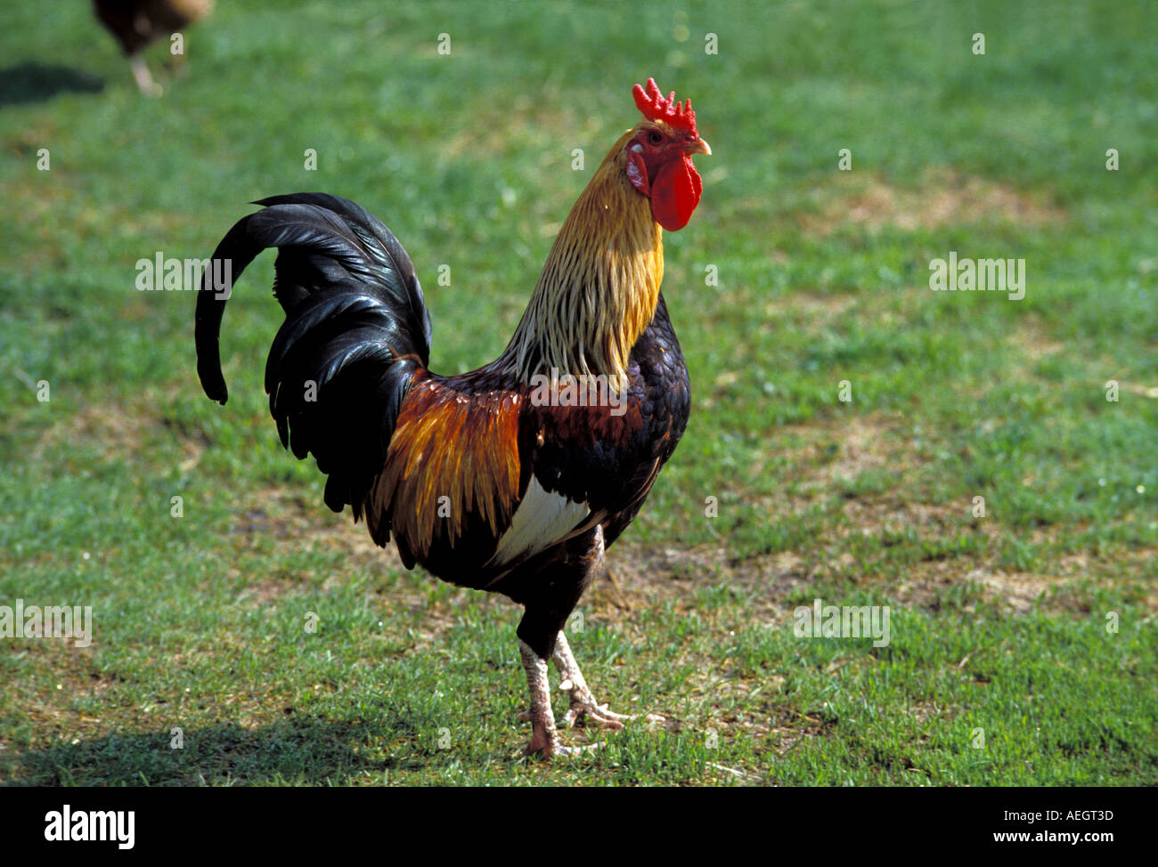Colorful rooster in farm yard Stock Photo - Alamy