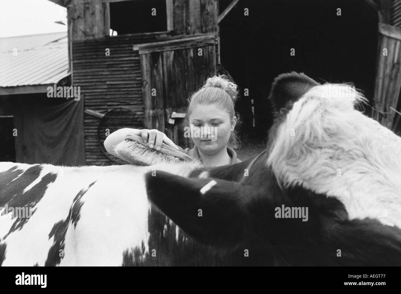 Young farm girl grooming cow Stock Photo - Alamy