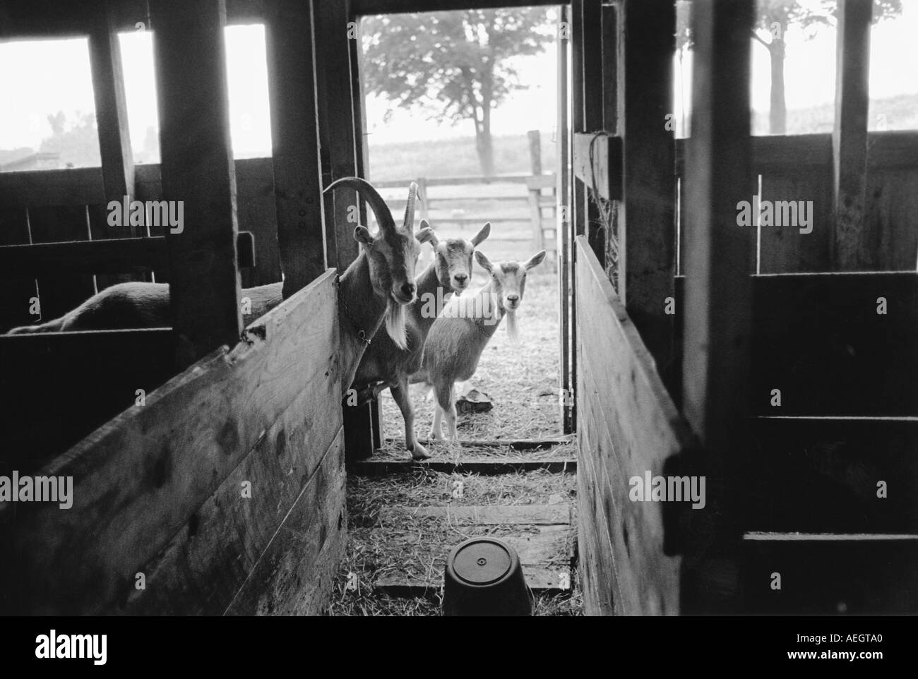 Group of goats outside their stall Stock Photo - Alamy