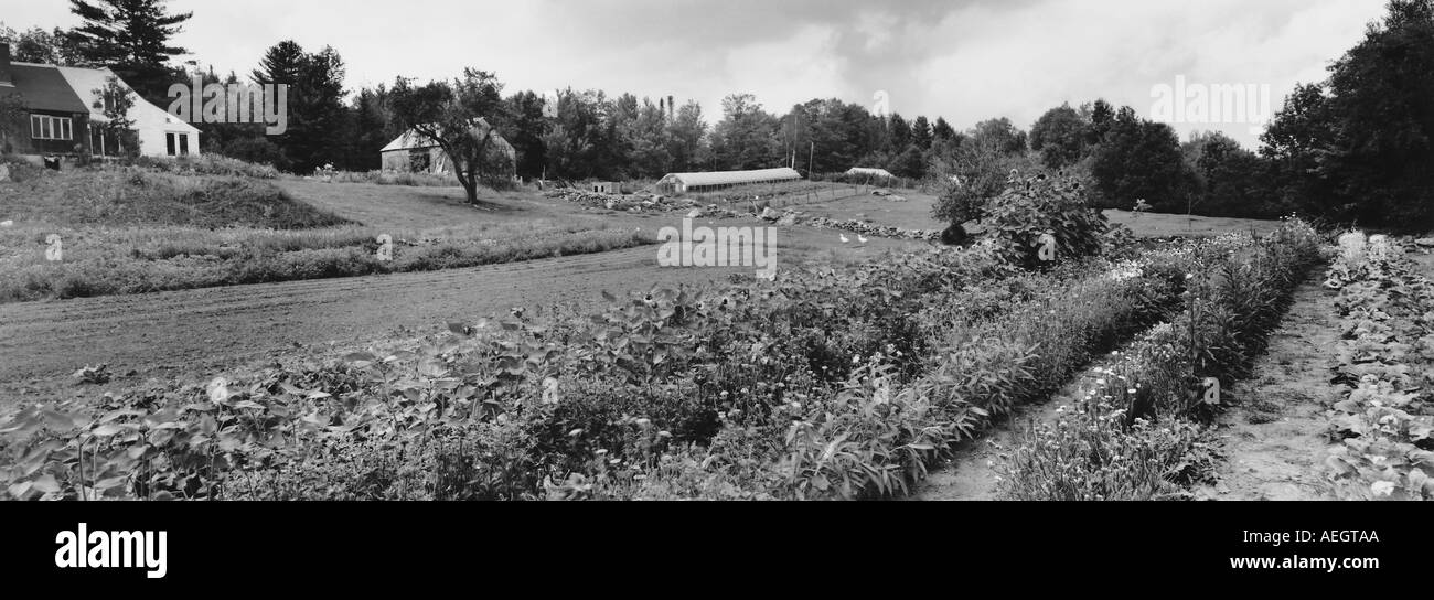 Vegetable garden with farmhouse in background Stock Photo - Alamy