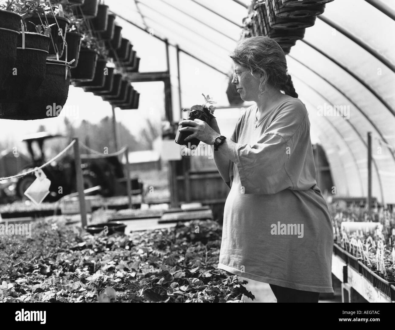 Young pregnant farmer in greenhouse holding seedling Stock Photo - Alamy