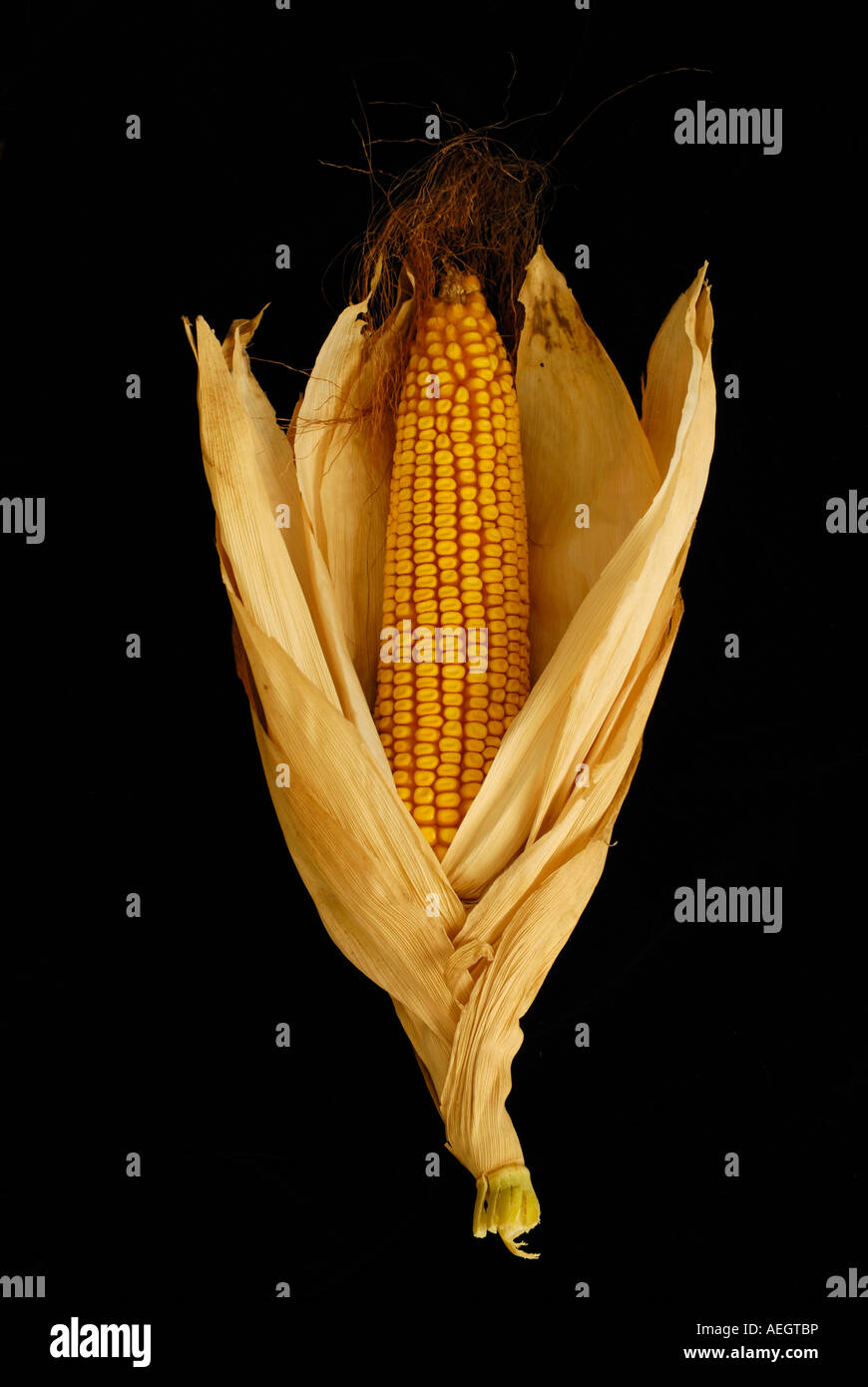 Mature Ear of Corn with opened Husk Stock Photo - Alamy