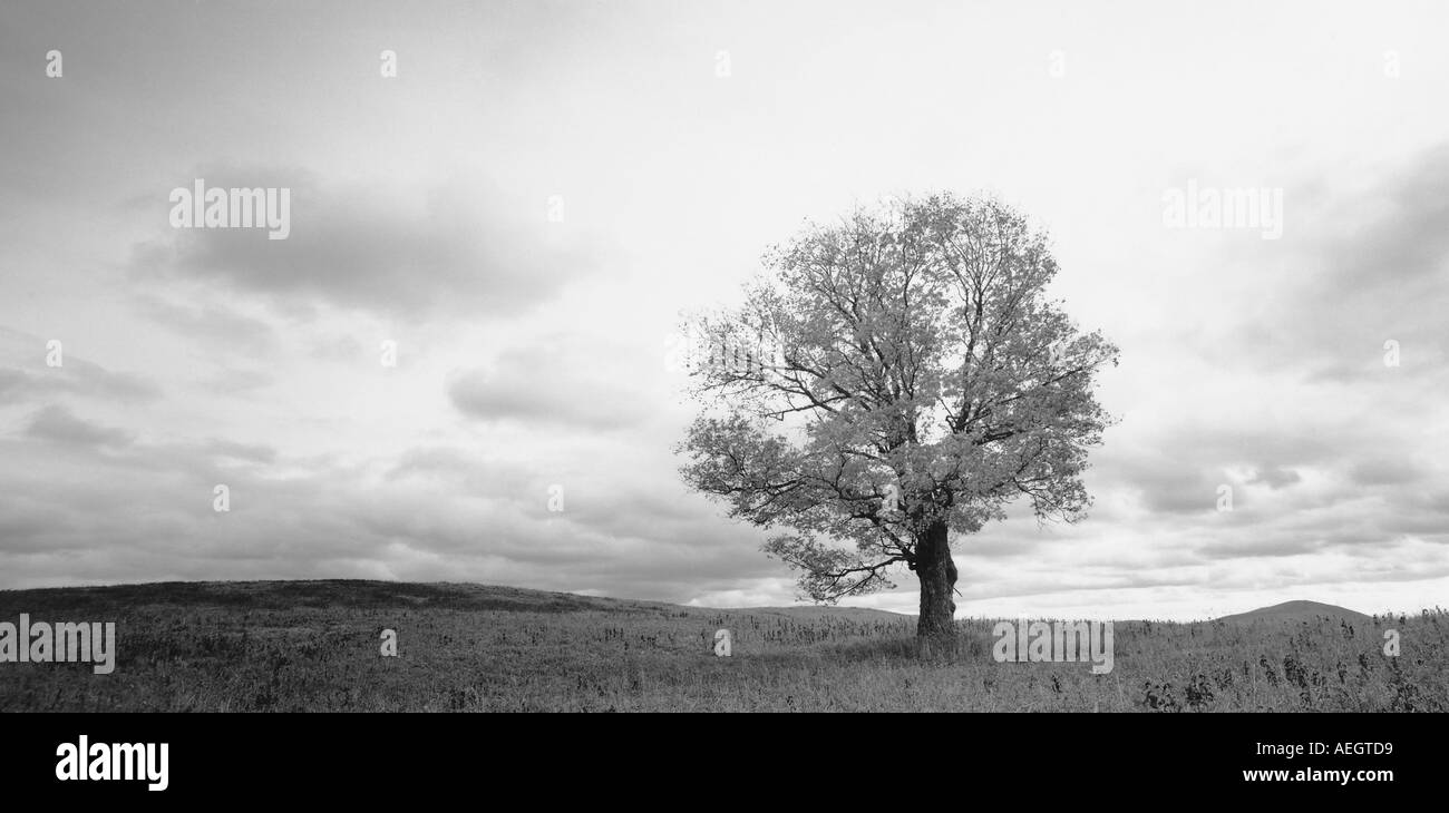 Landscape one tree in Black and White Stock Photos & Images - Alamy