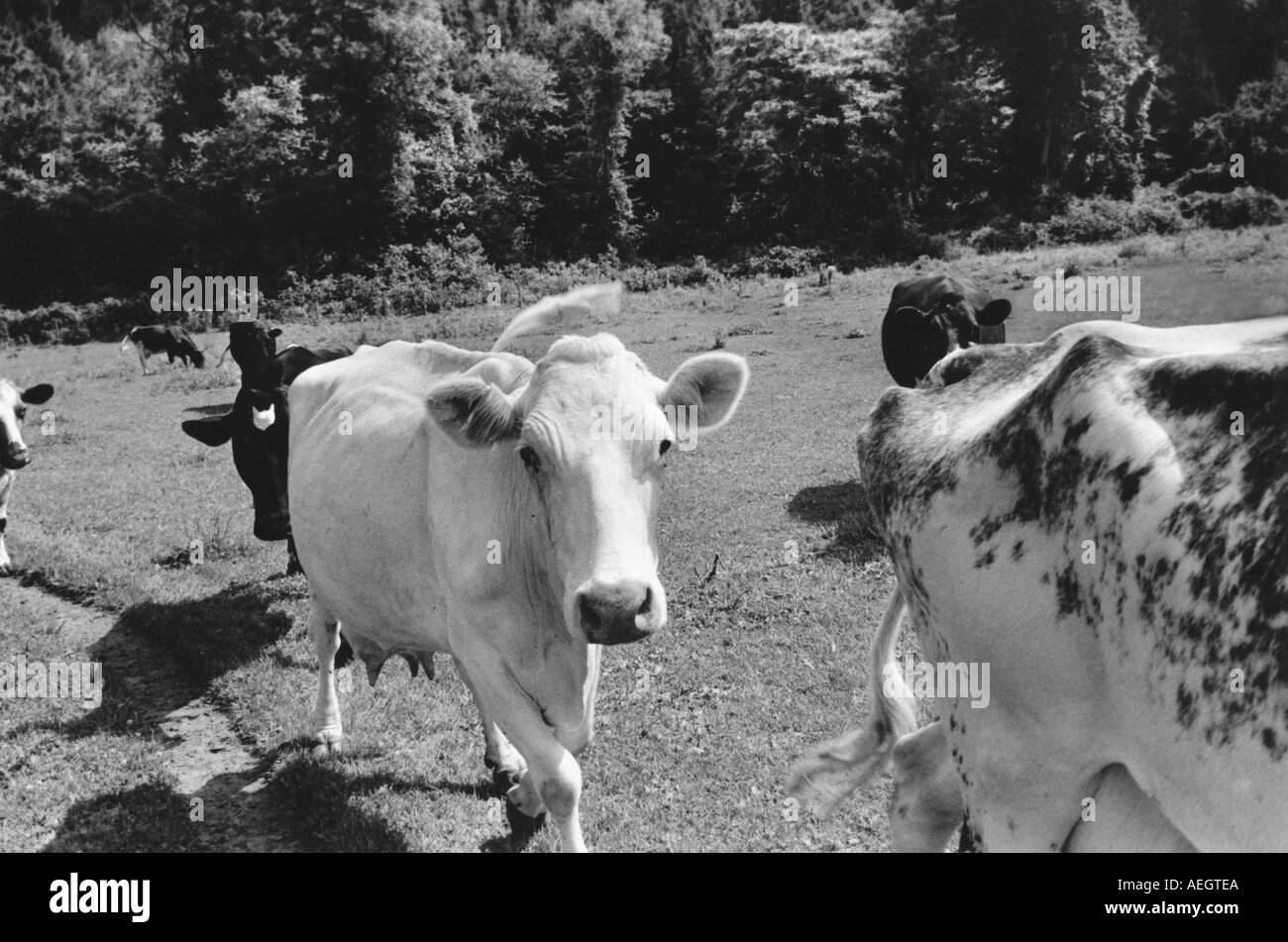 Cows at meadow Black and White Stock Photos & Images - Alamy