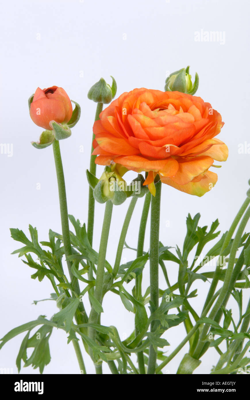 Turban Ranunculus, Persian Buttercup (Ranunculus asiaticus hybrid ...