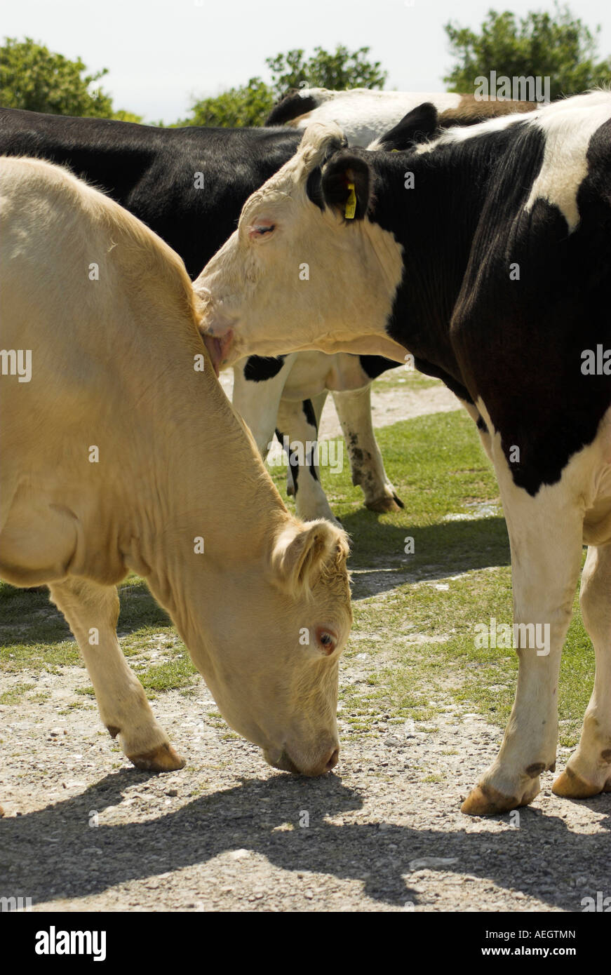 One cow licking the other Stock Photo - Alamy