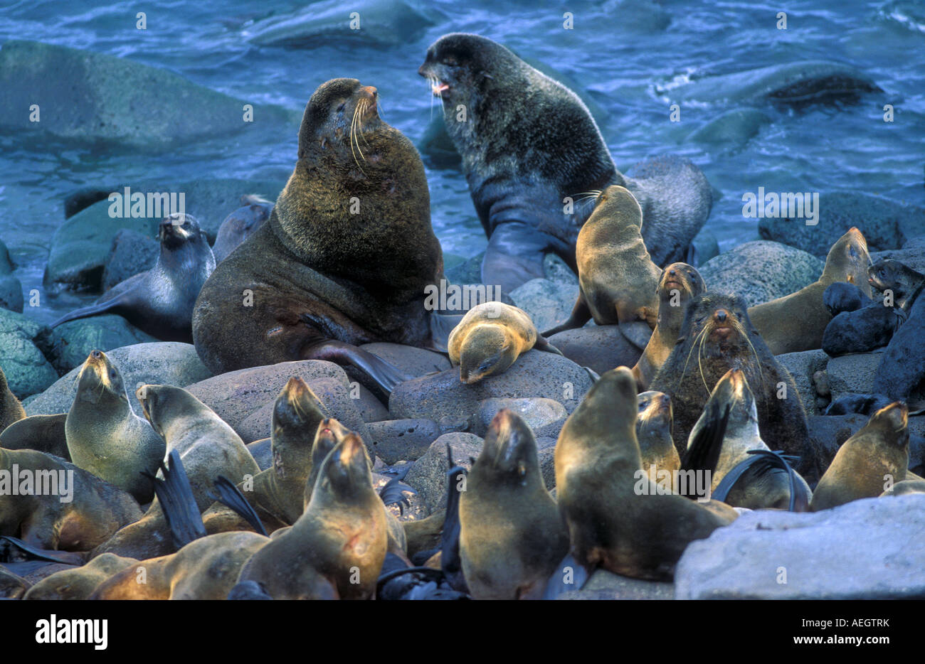 Fur Seals Callorhinus ursinus Pribilof Islands Alaska Stock Photo - Alamy