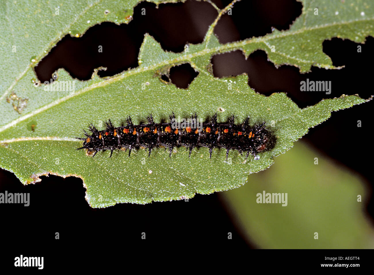 The black form of the caterpillars of Bordered Patch, one of the most ...