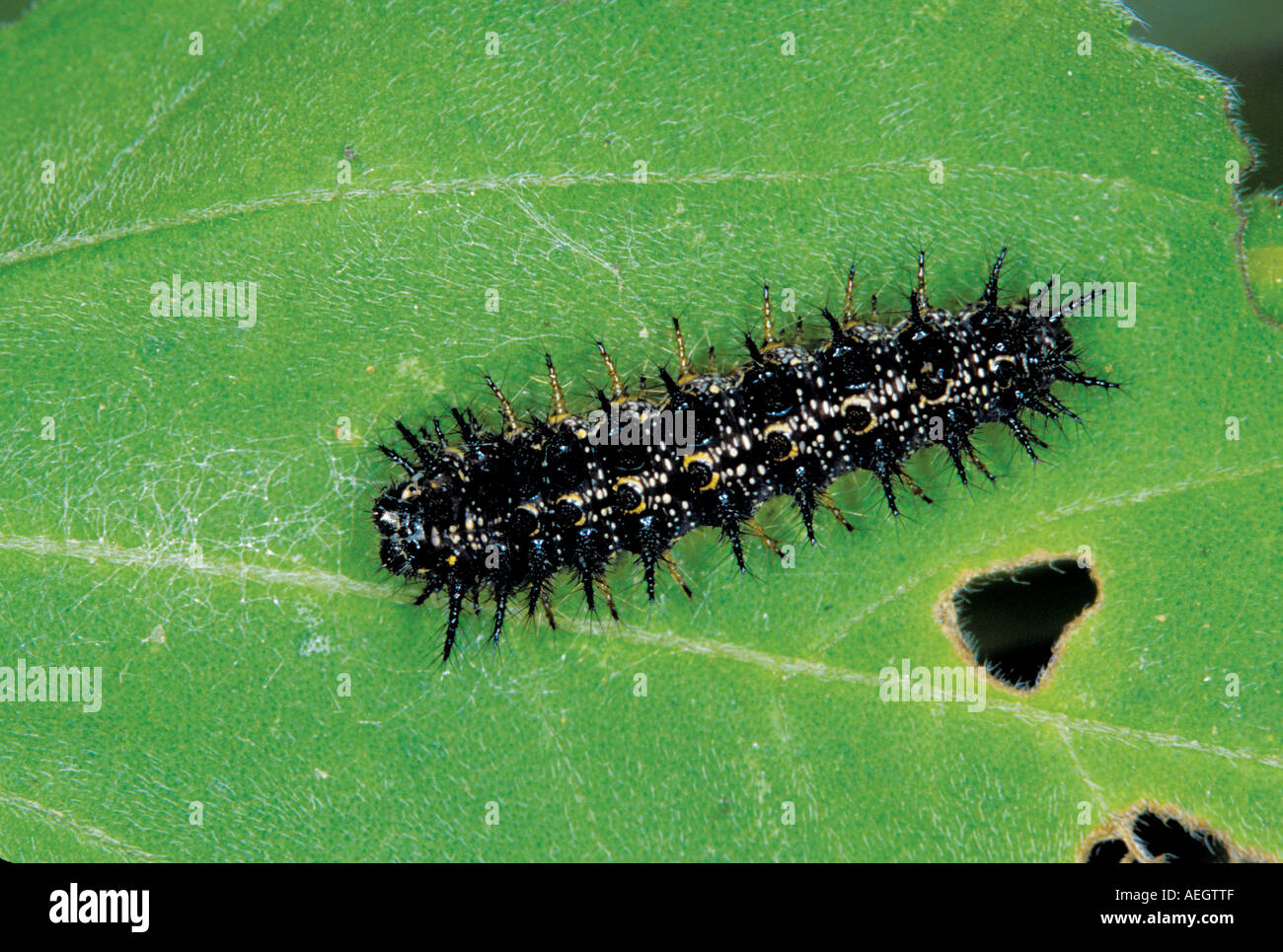 The black form of the caterpillars of Bordered Patch, one of the most ...