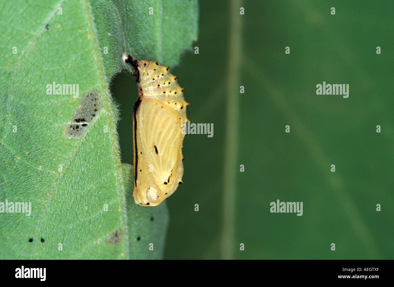 The chrysalis of Bordered Patch, one of the most variable butterflies ...