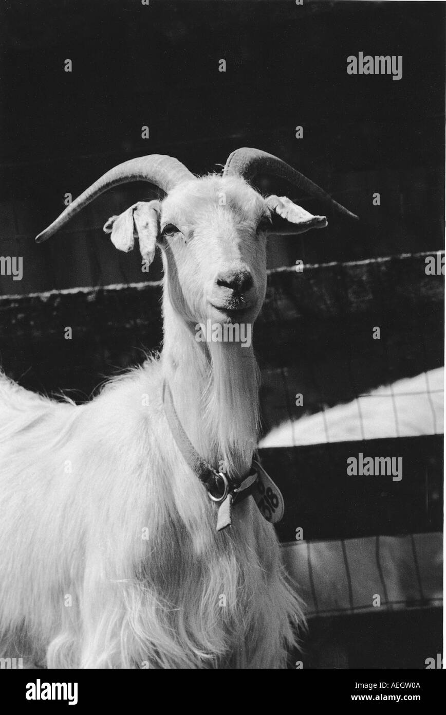 Her goat Black and White Stock Photos & Images - Alamy