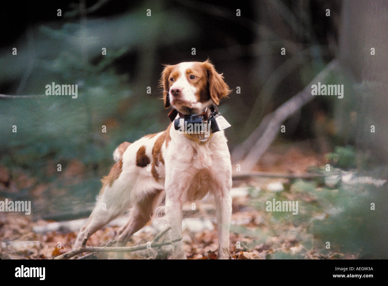 Portrait of dog standing in a ready pose Stock Photo - Alamy
