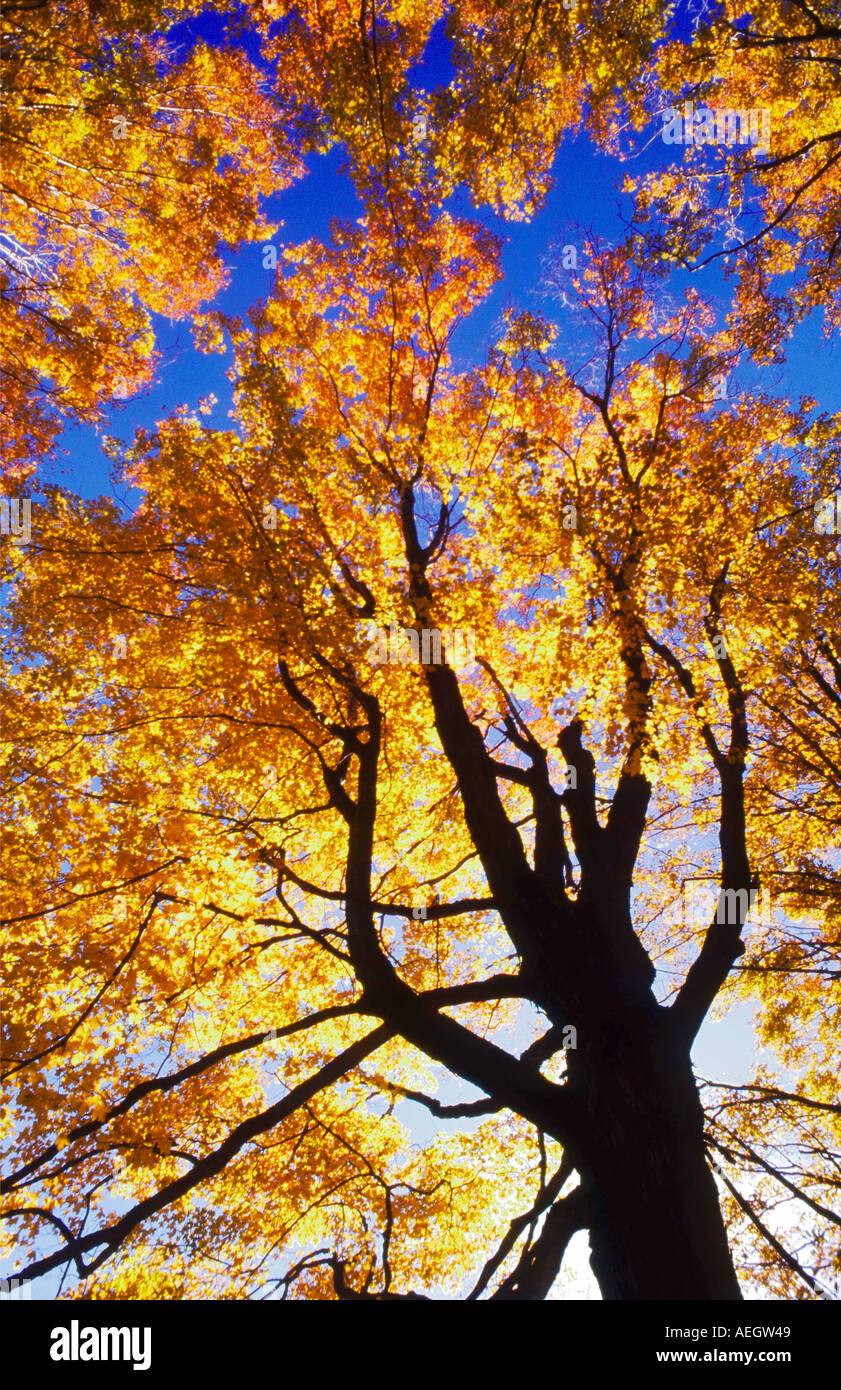 Large tree with yellow foliage Stock Photo - Alamy