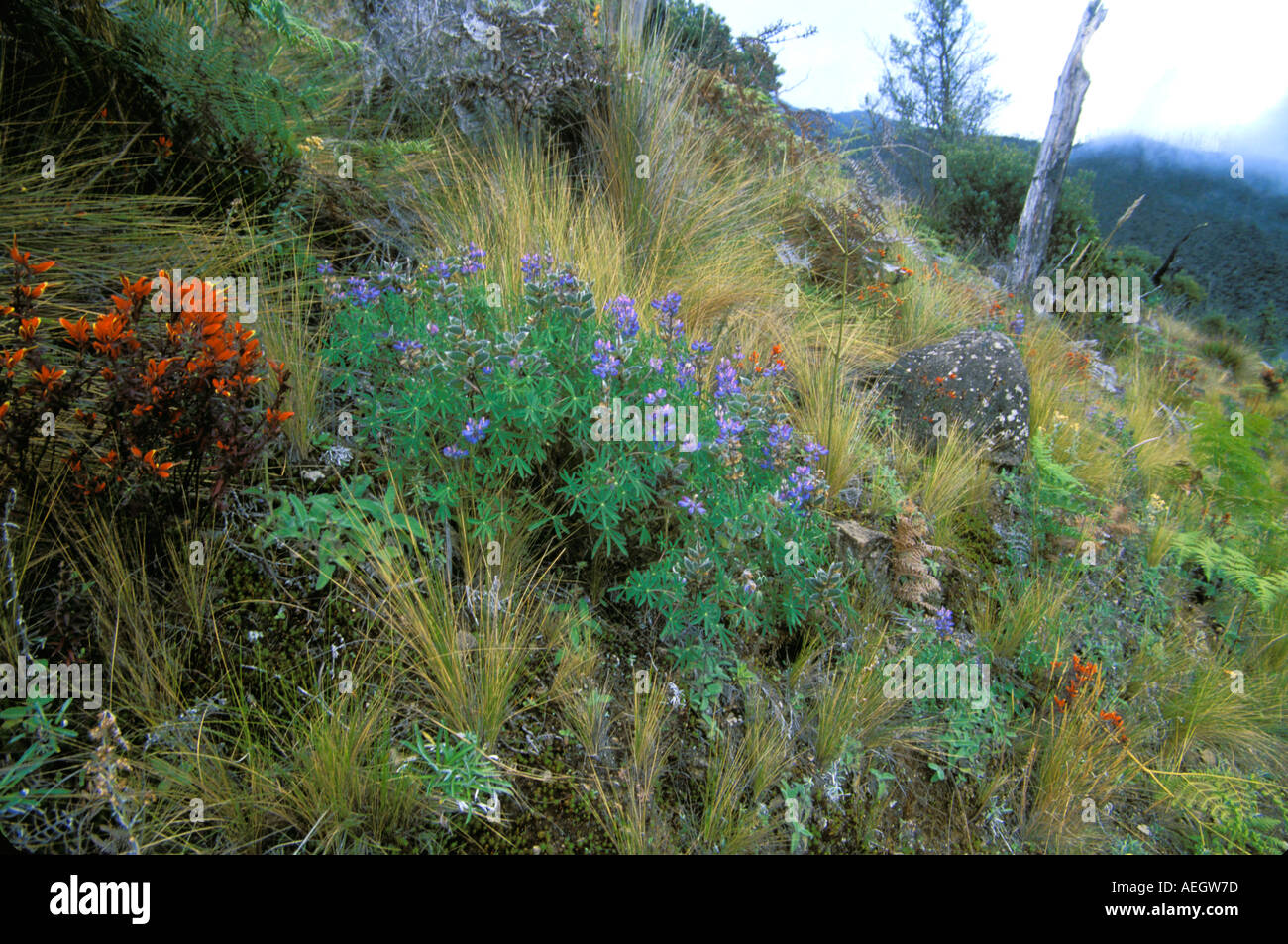 Costa Rica Chirippo National Park Stock Photo - Alamy