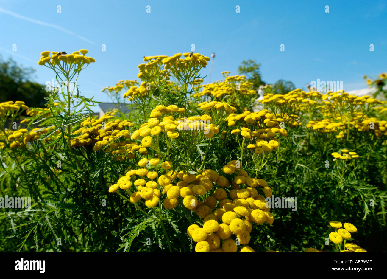 Tansy growing in the Physic Garden Cowbridge Vale of Glamorgan South ...