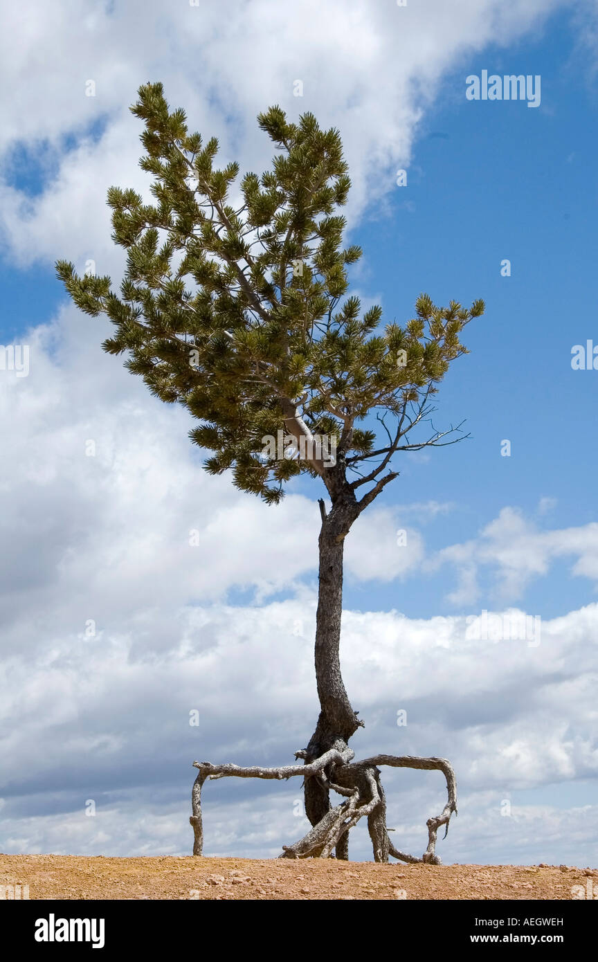 A vertical picture of a pine tree supported by roots like stilts in ...