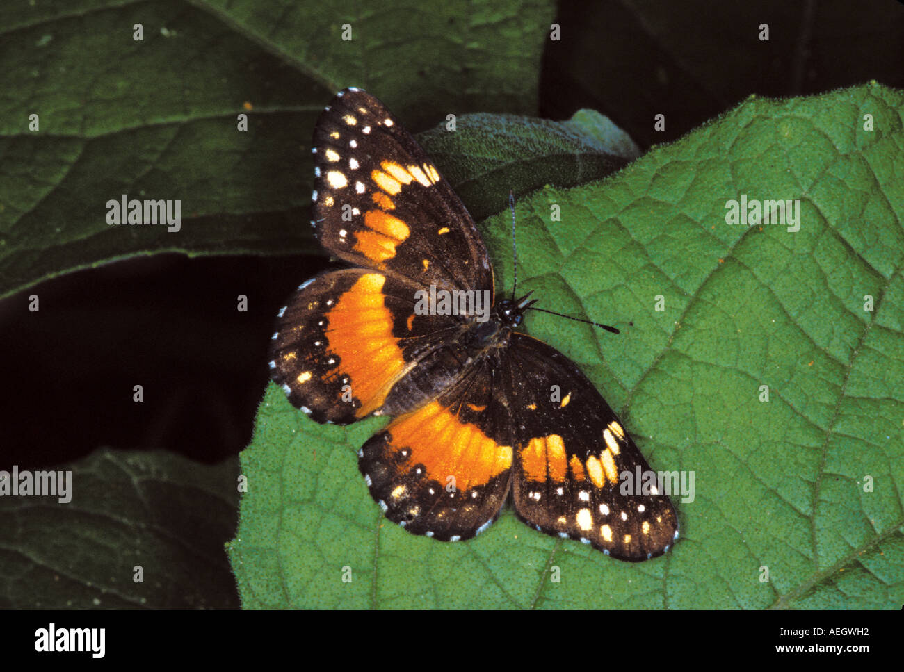 Bordered patch butterfly hi-res stock photography and images - Alamy