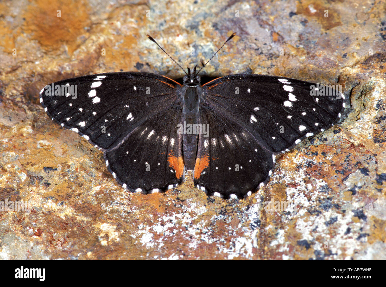 Bordered Patch, one of the most variable of all butterflies Stock Photo ...