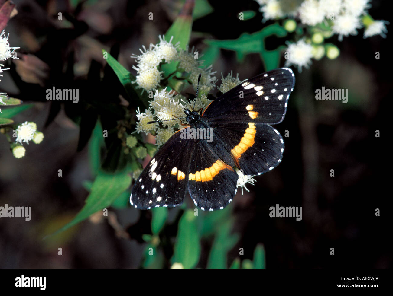 Bordered patch butterfly hi-res stock photography and images - Alamy