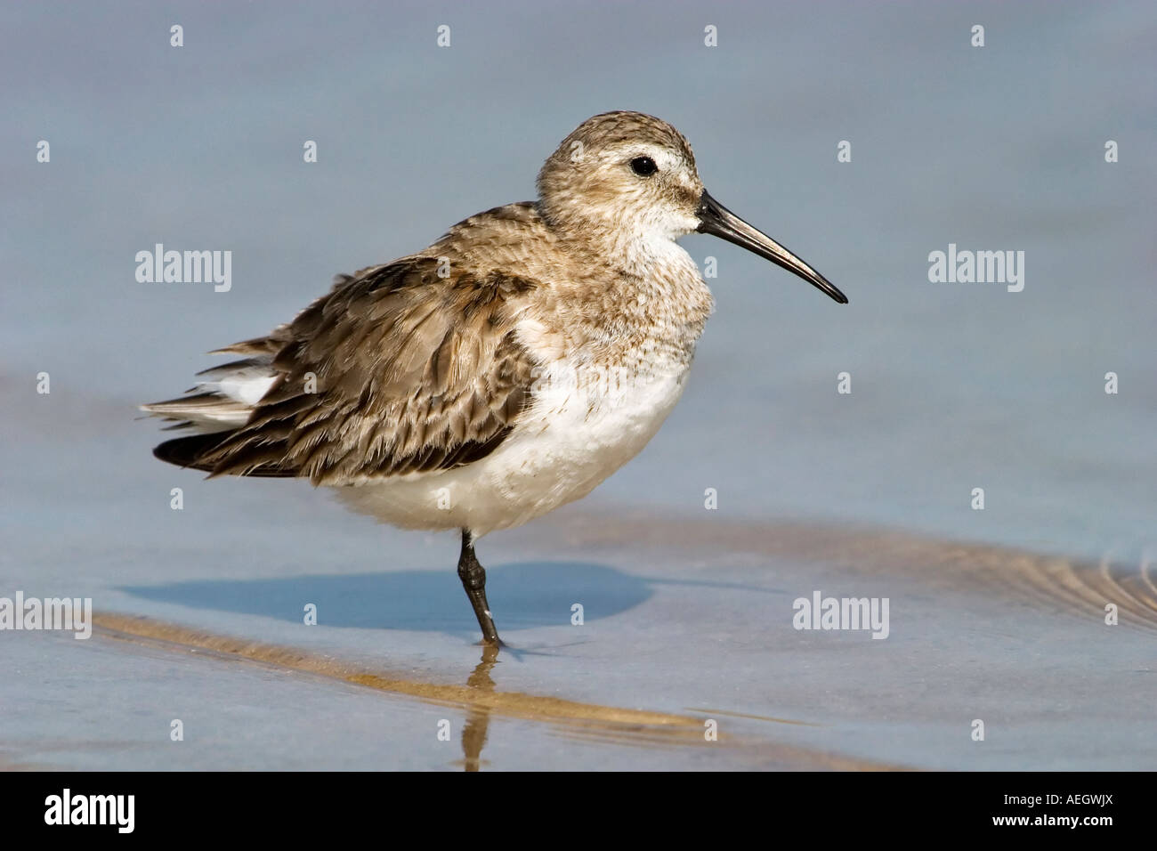 An adult Dunlin in non breeding plumage Stock Photo - Alamy