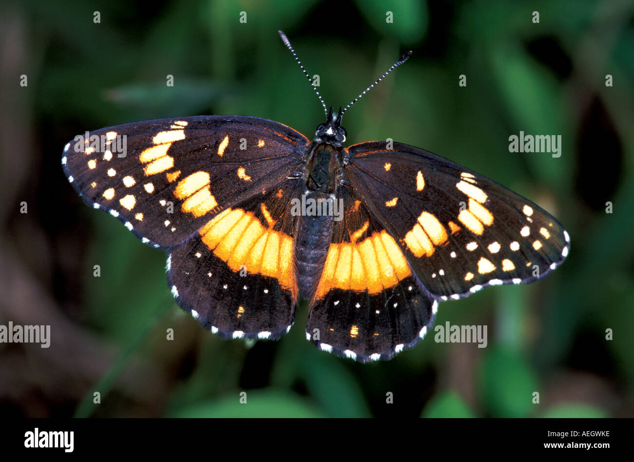 Bordered patch hi-res stock photography and images - Alamy