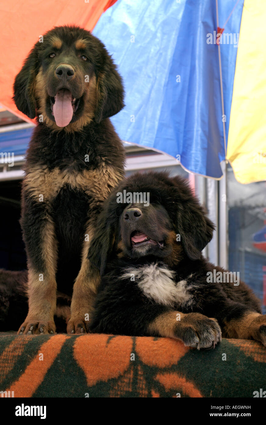 Tibetan dogs at Market Lhasa Stock Photo - Alamy