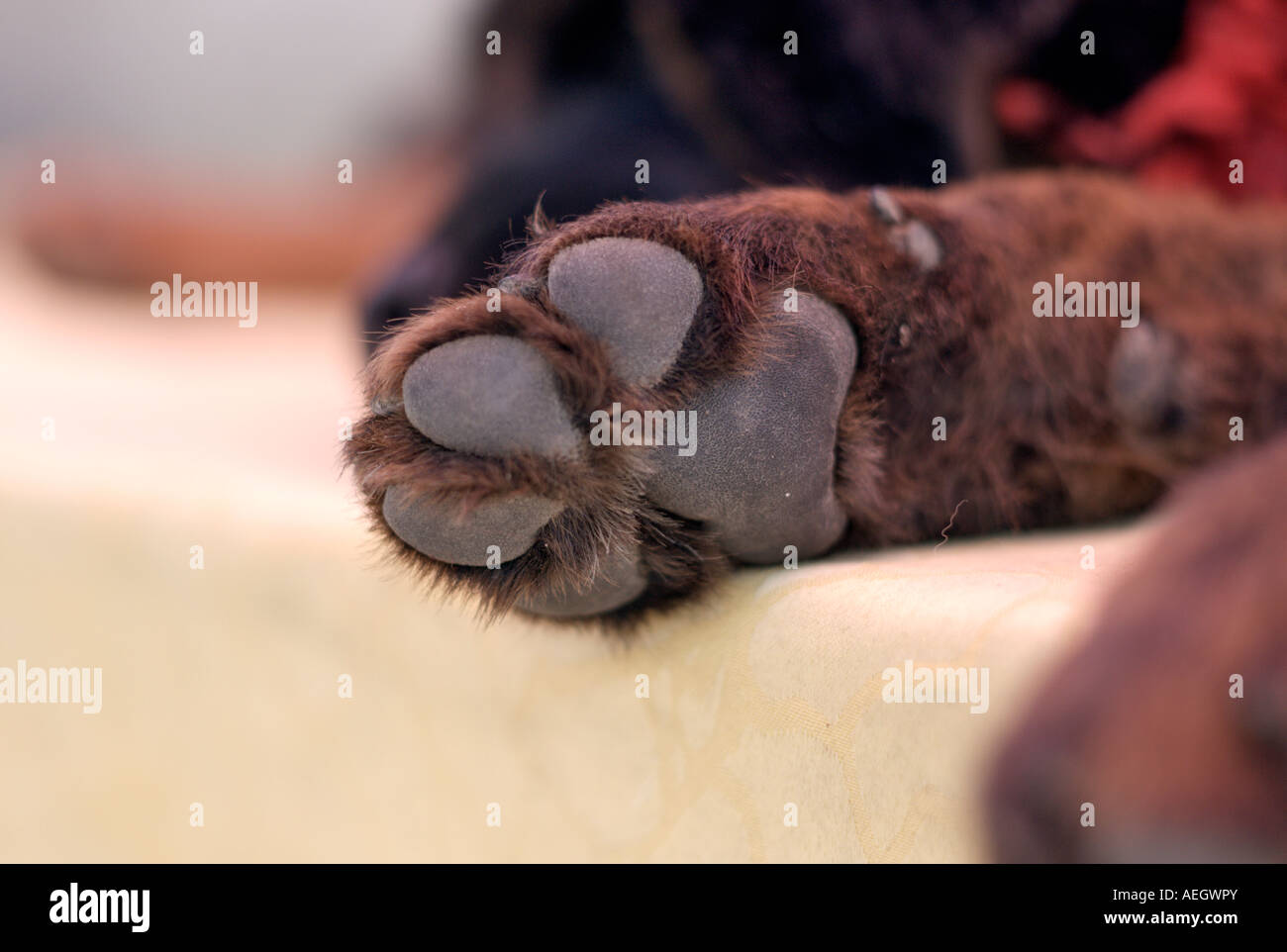 Paw of a dog Stock Photo - Alamy