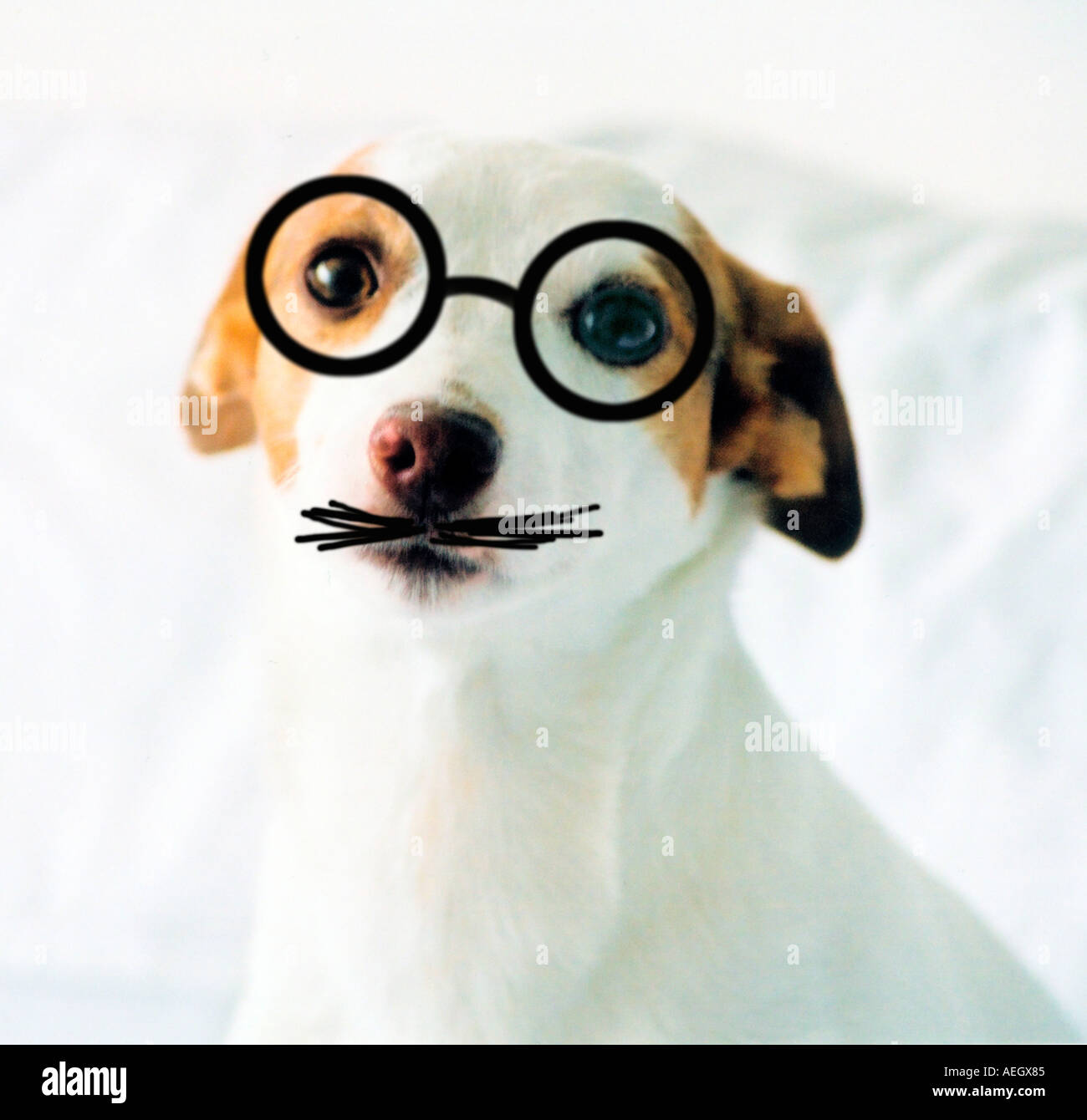 Cute Puppies With Glasses And A Mustache
