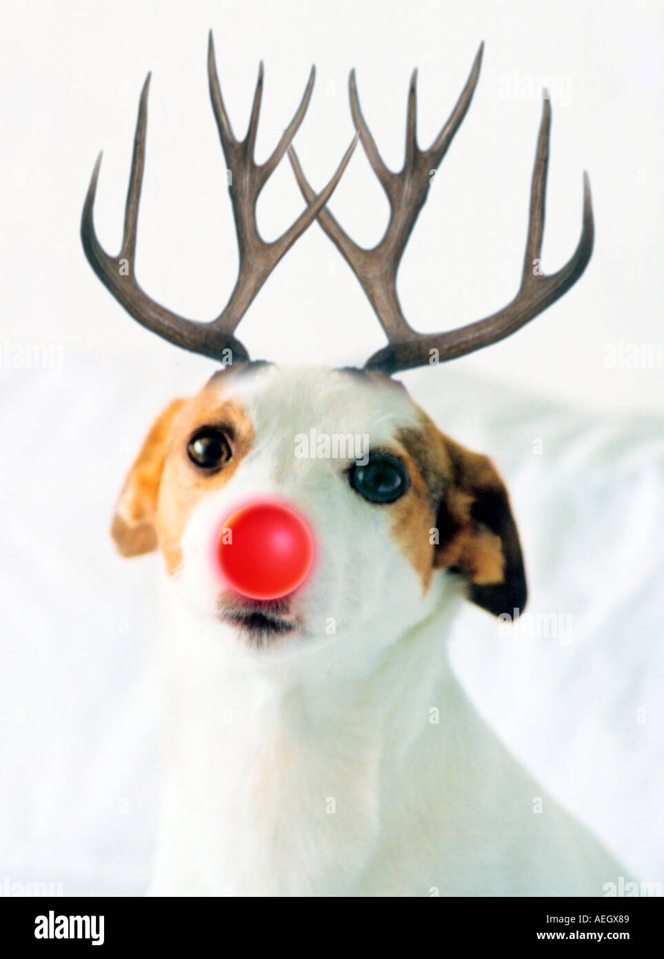 Dog with antlers and red nose Stock Photo - Alamy