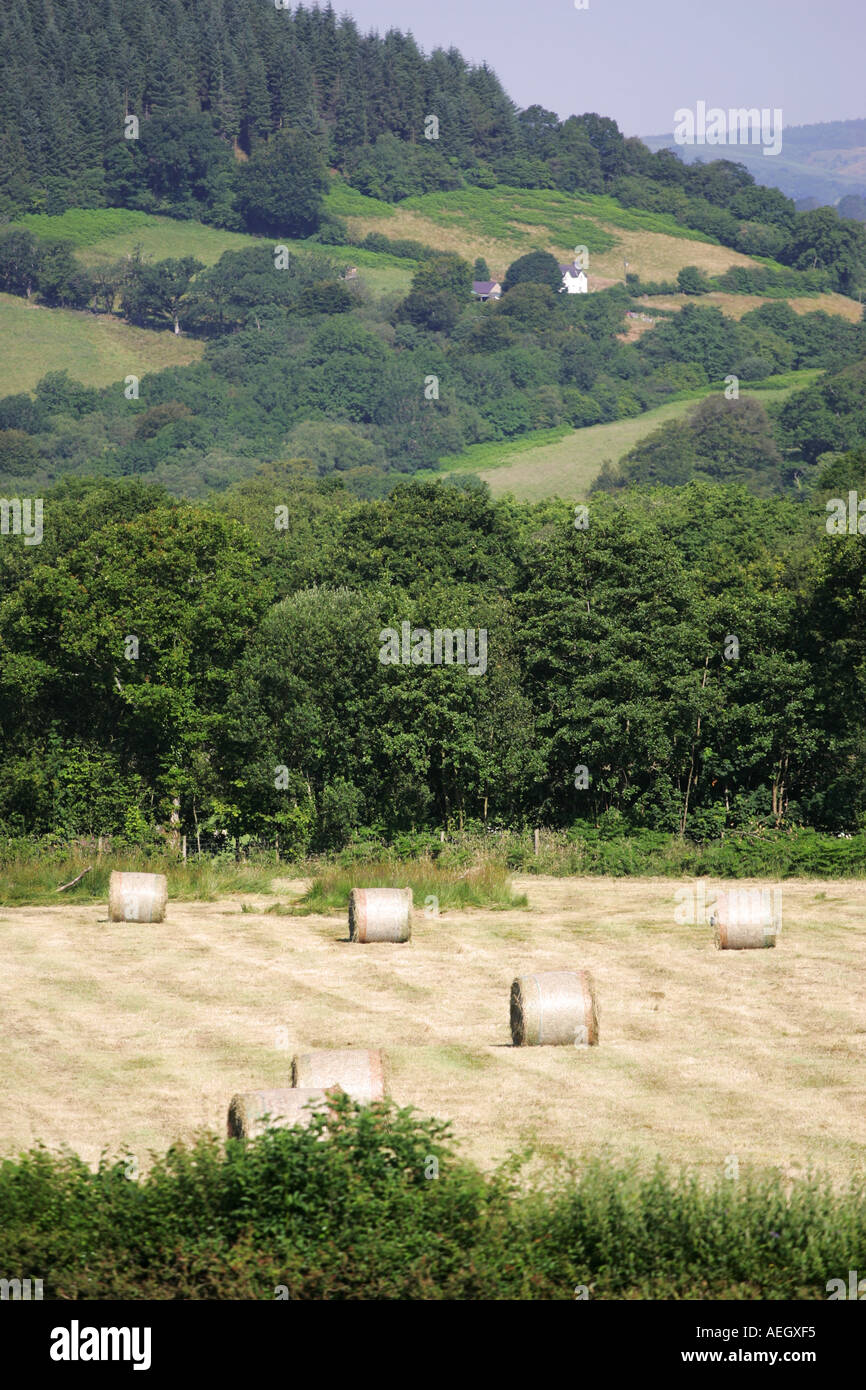 Round circular bales of Hay wait for collection in golden rolling ...