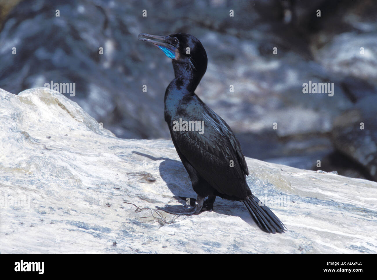 Brandt's Cormorant in breeding colors Stock Photo - Alamy