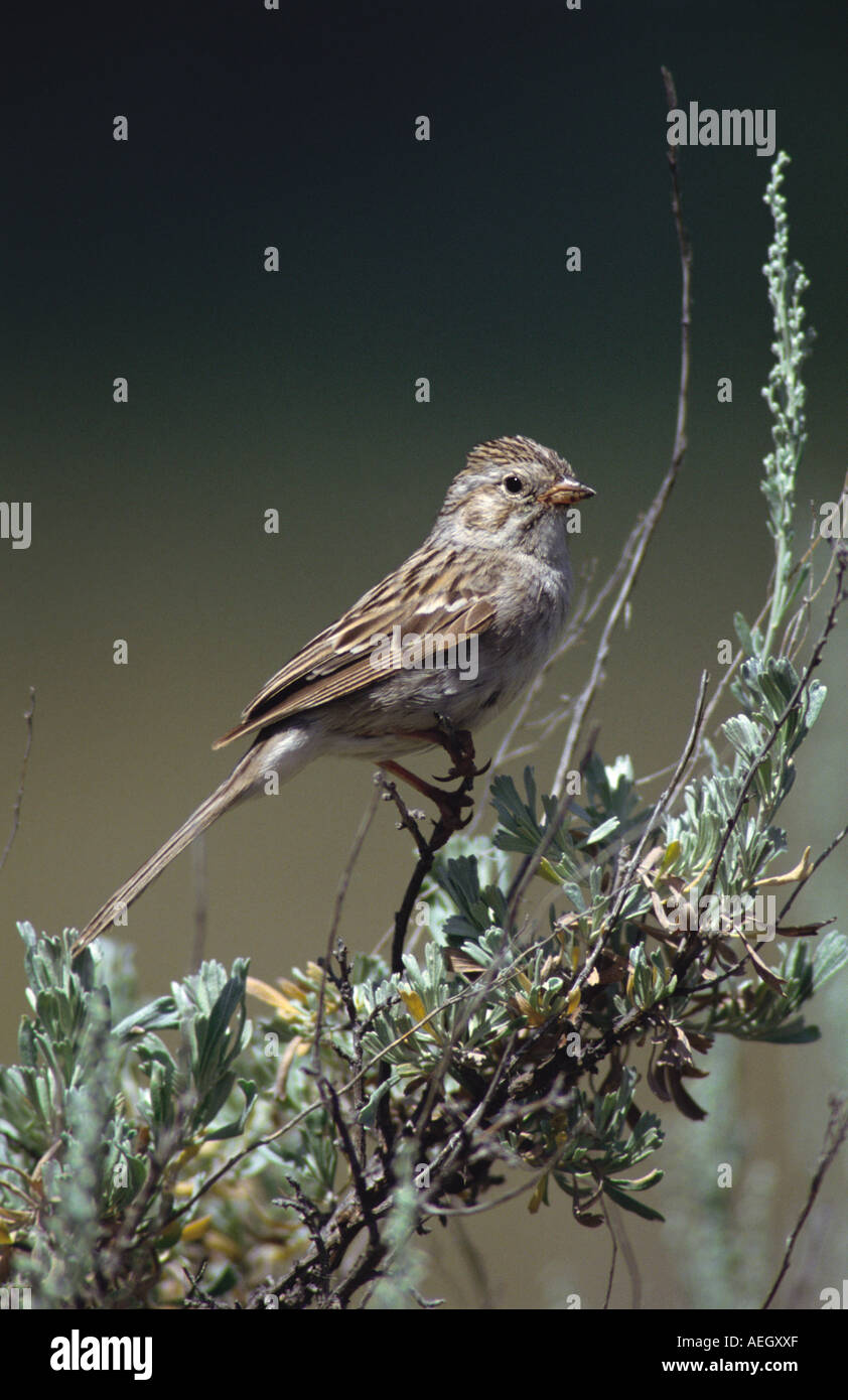 Sagebrush sparrow hi-res stock photography and images - Alamy