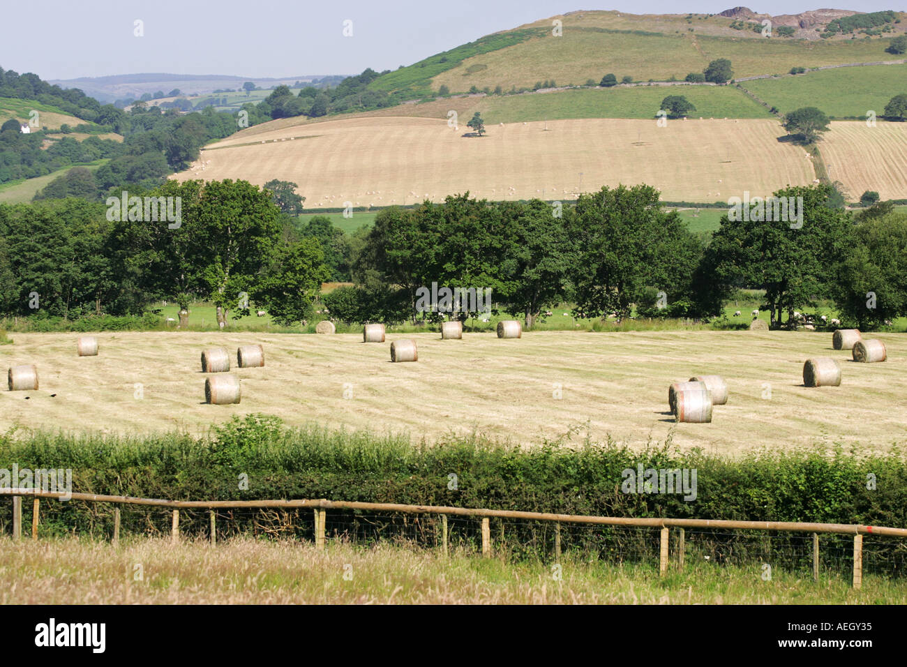 Round circular bales of Hay wait for collection in golden rolling ...