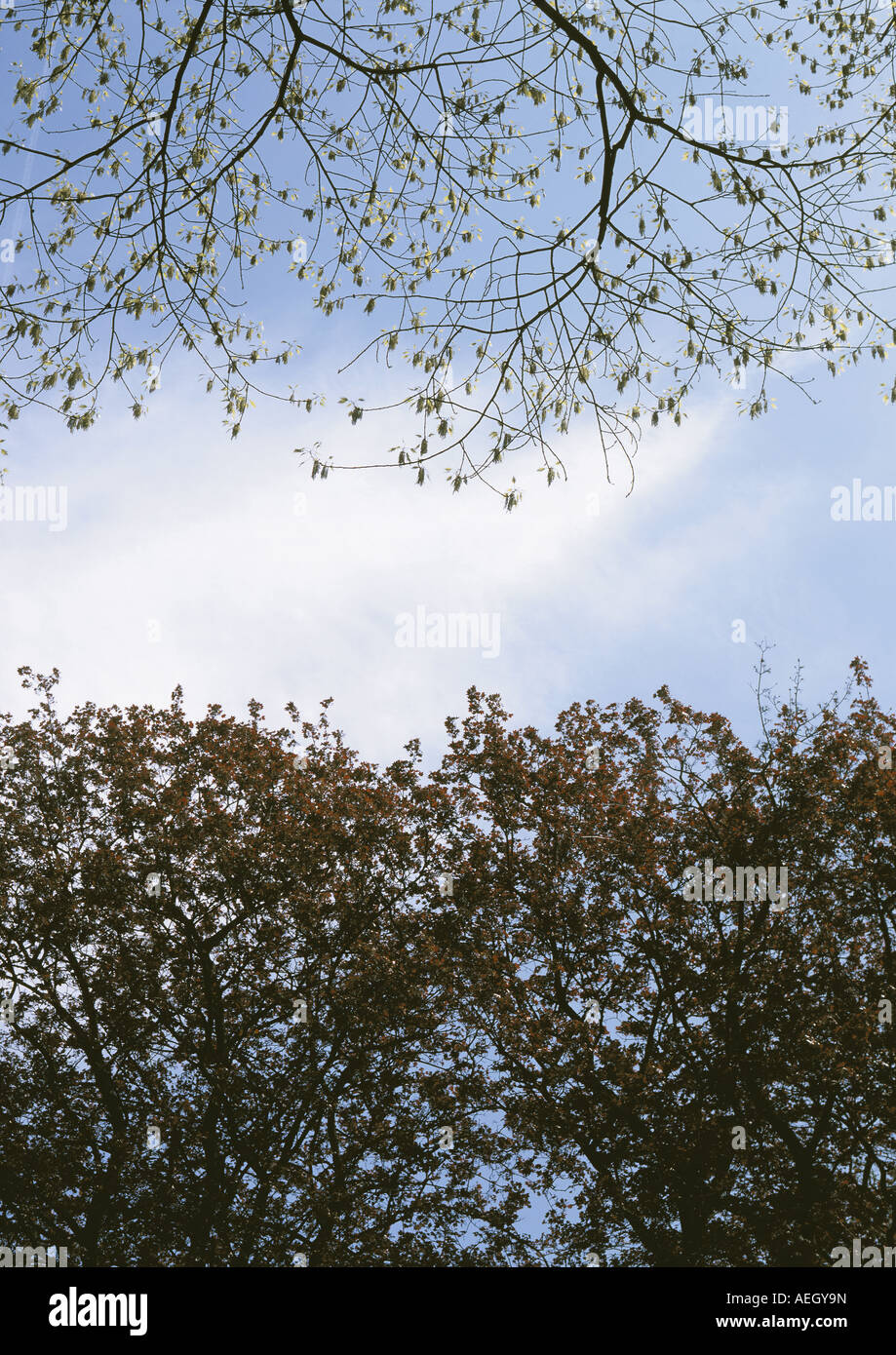 The secret life of trees hi-res stock photography and images - Alamy