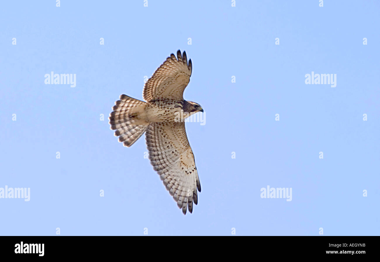 Broad winged hawk flight hi-res stock photography and images - Alamy