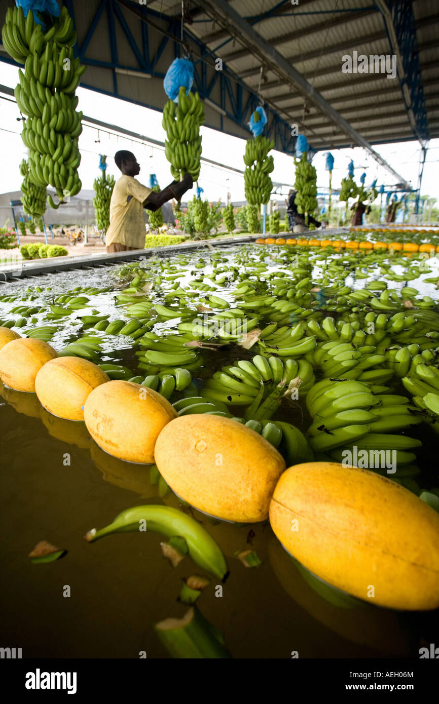 Men cutting bananas before throwing them in pool for washing on ...