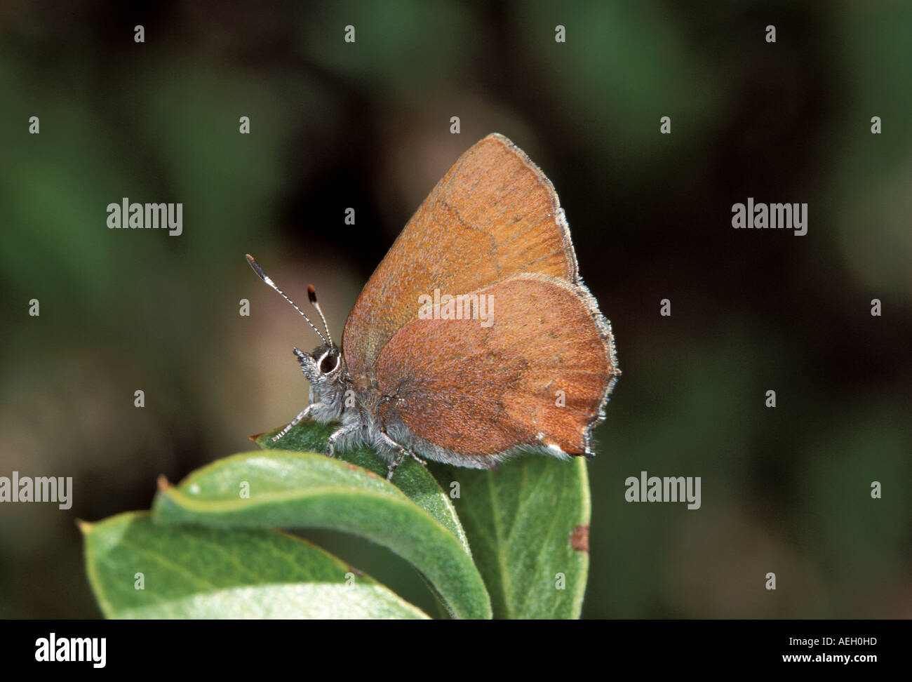 Elfin butterfly hi-res stock photography and images - Alamy