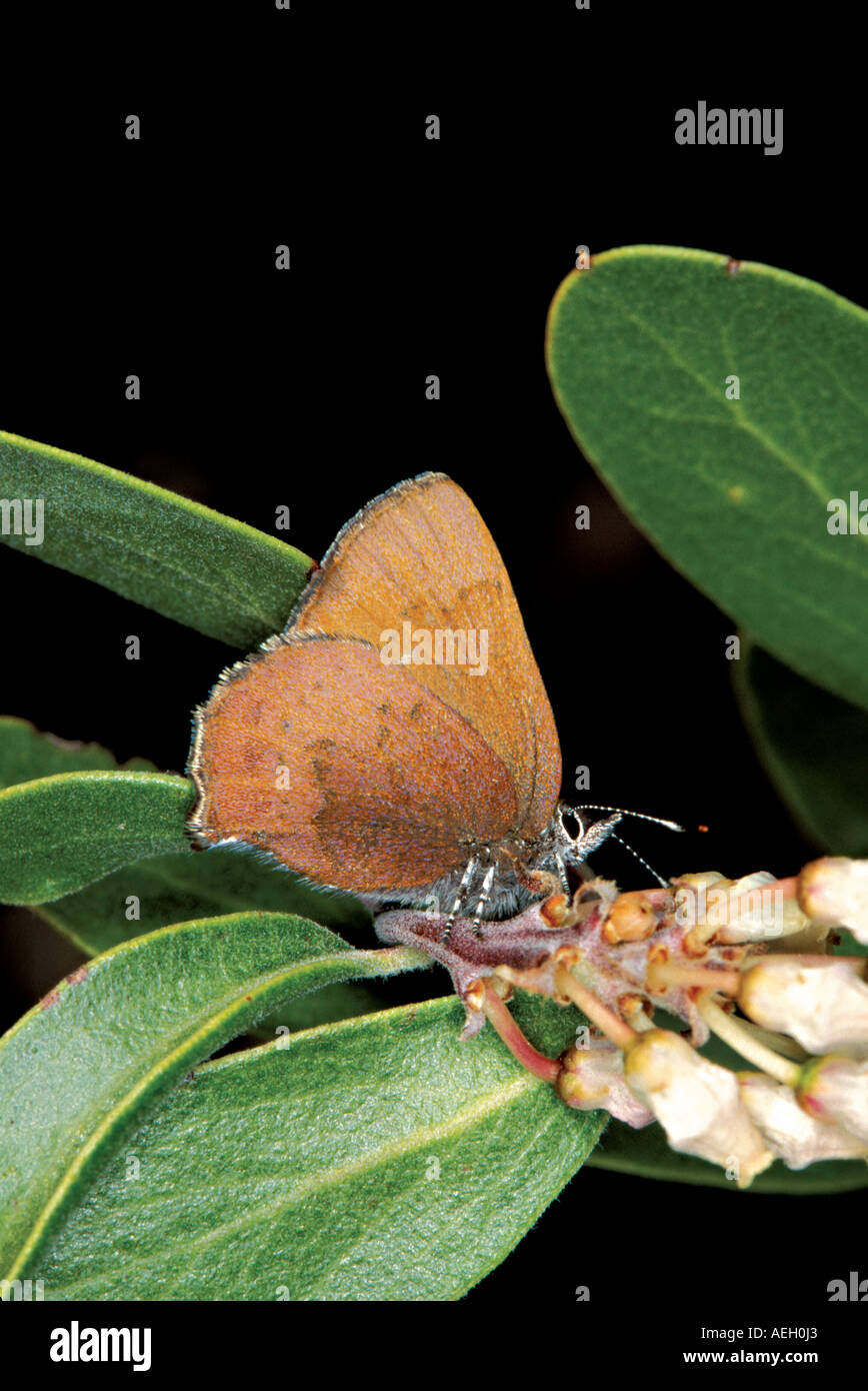 Elfin butterfly hi-res stock photography and images - Alamy