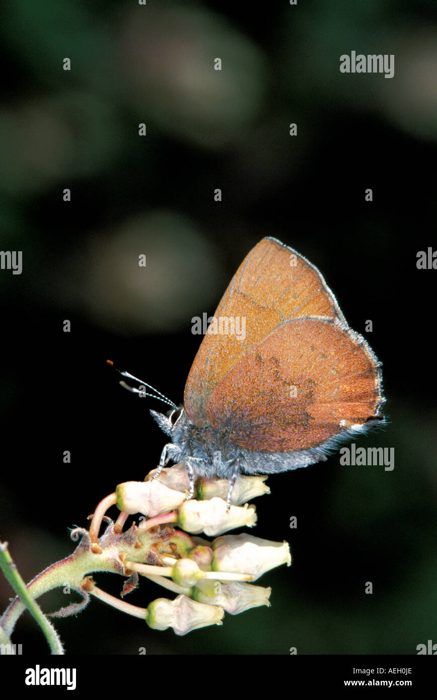 Elfin butterfly hi-res stock photography and images - Alamy